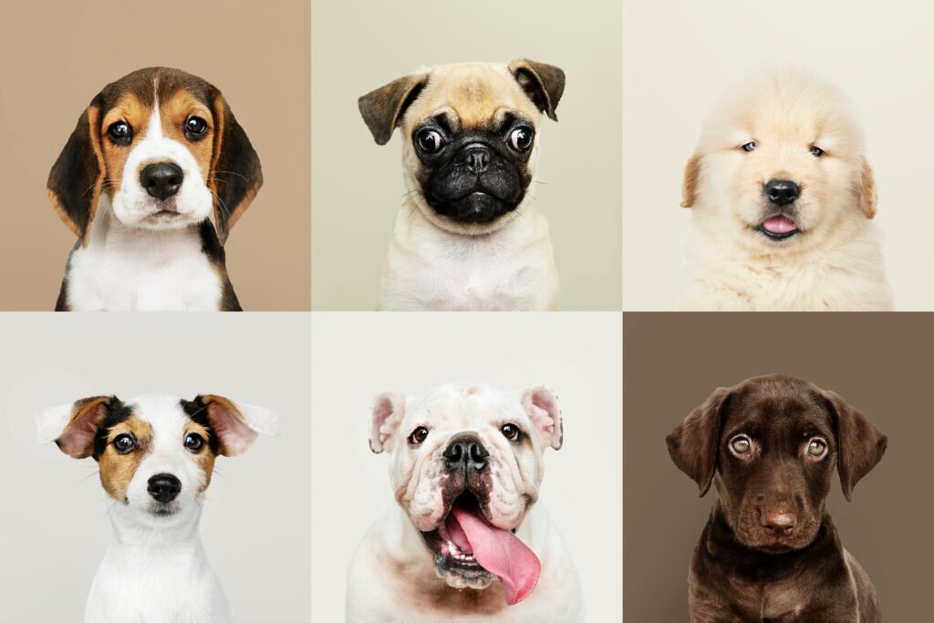 The 7 Types of Dog Groups Explained (AKC Guide) - Pet Breeding Club
